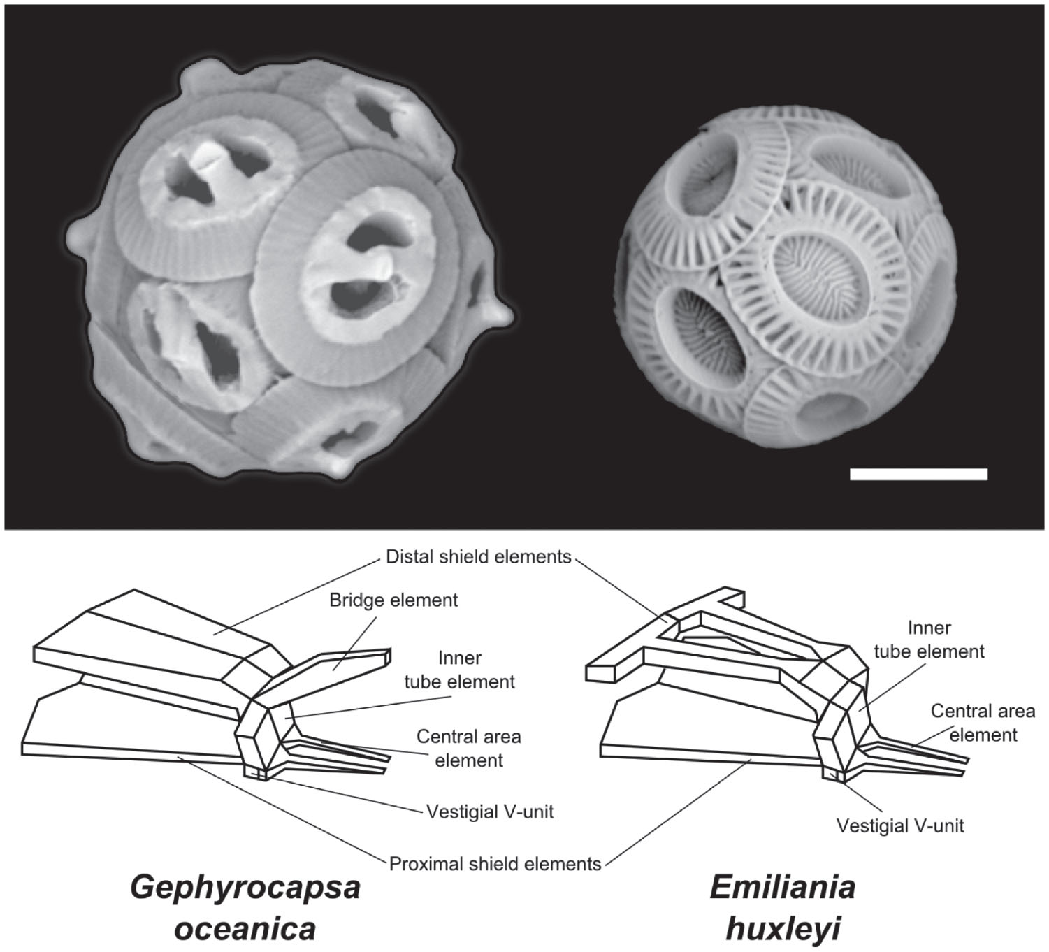 On the Ultrastructure of Gephyrocapsa oceanica (Haptophyta) Life Stages