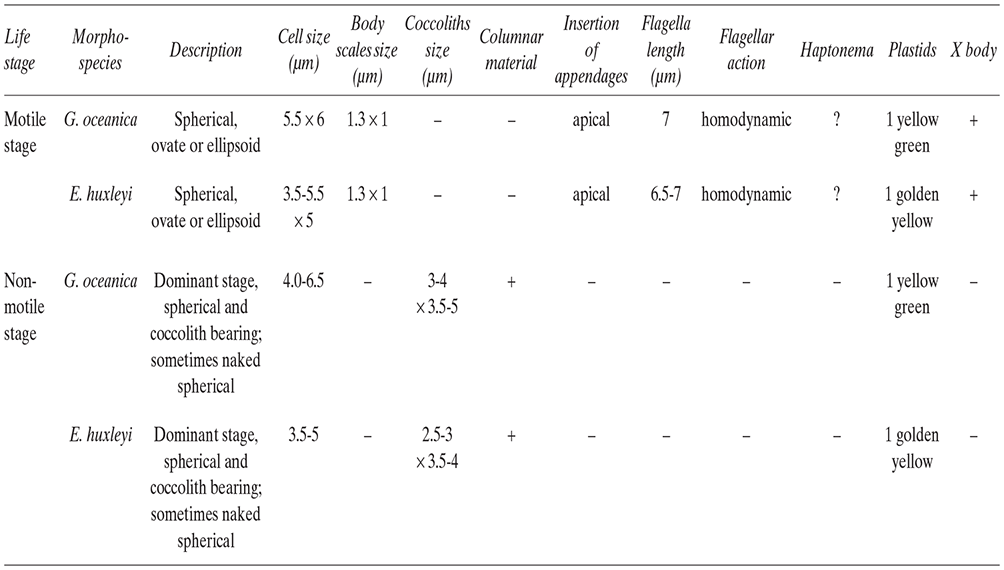 On the Ultrastructure of Gephyrocapsa oceanica (Haptophyta) Life Stages