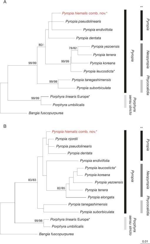 A Taxonomic Assessment of Pyropia hiemalis (Kylin) Varela-Álvarez ...