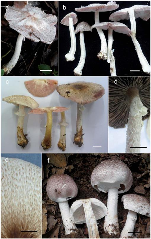 Agaricus megalosporus: A New Species in Section Minores