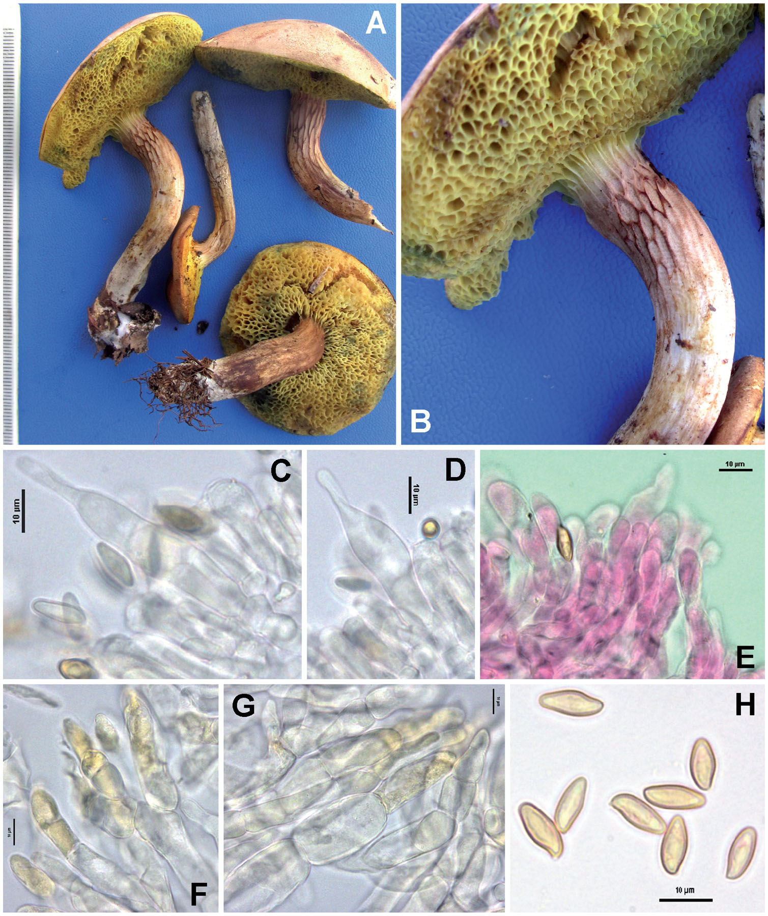 Fungal Biodiversity Profiles 31–40