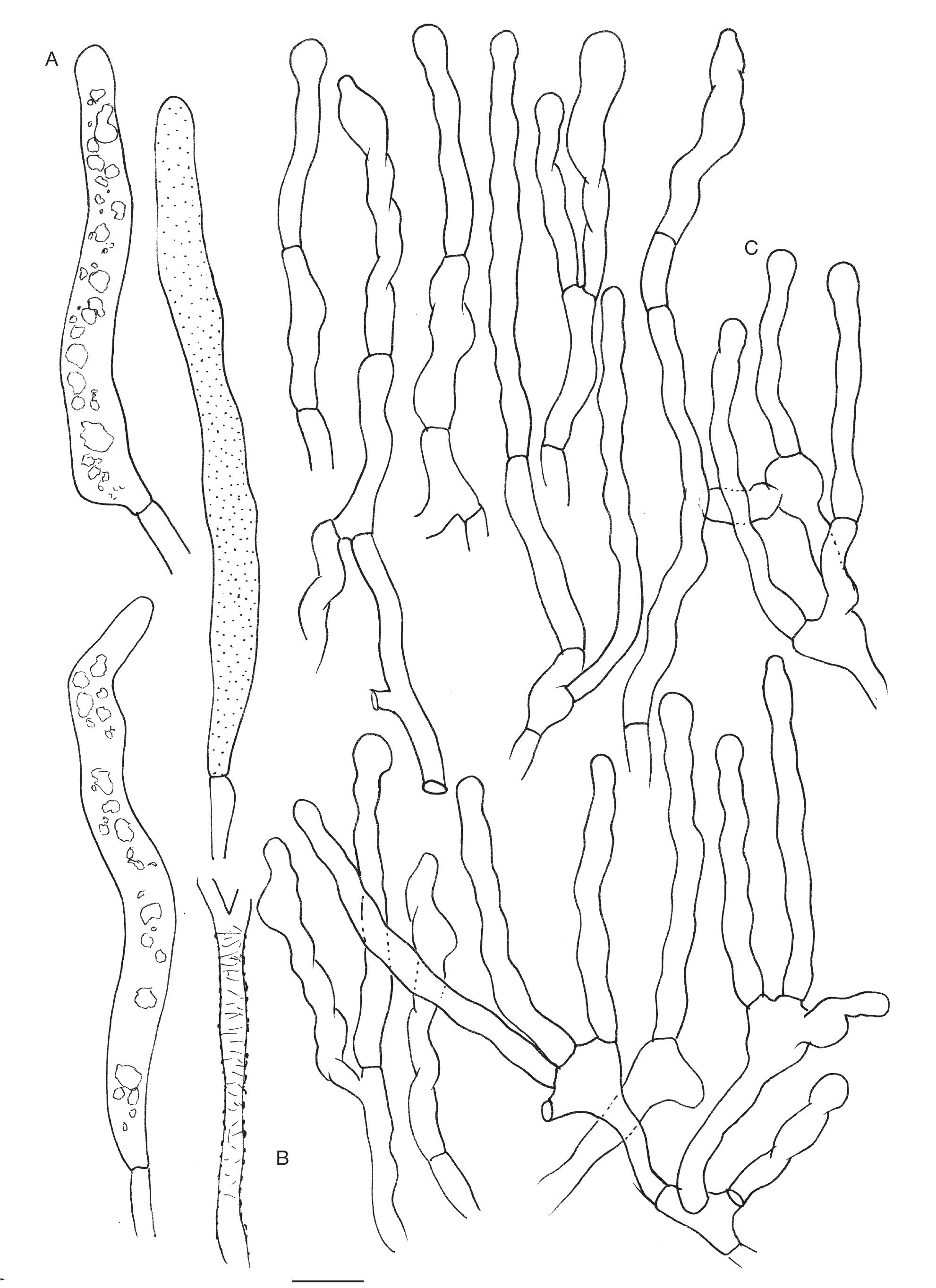 Fungal Biodiversity Profiles 81-90
