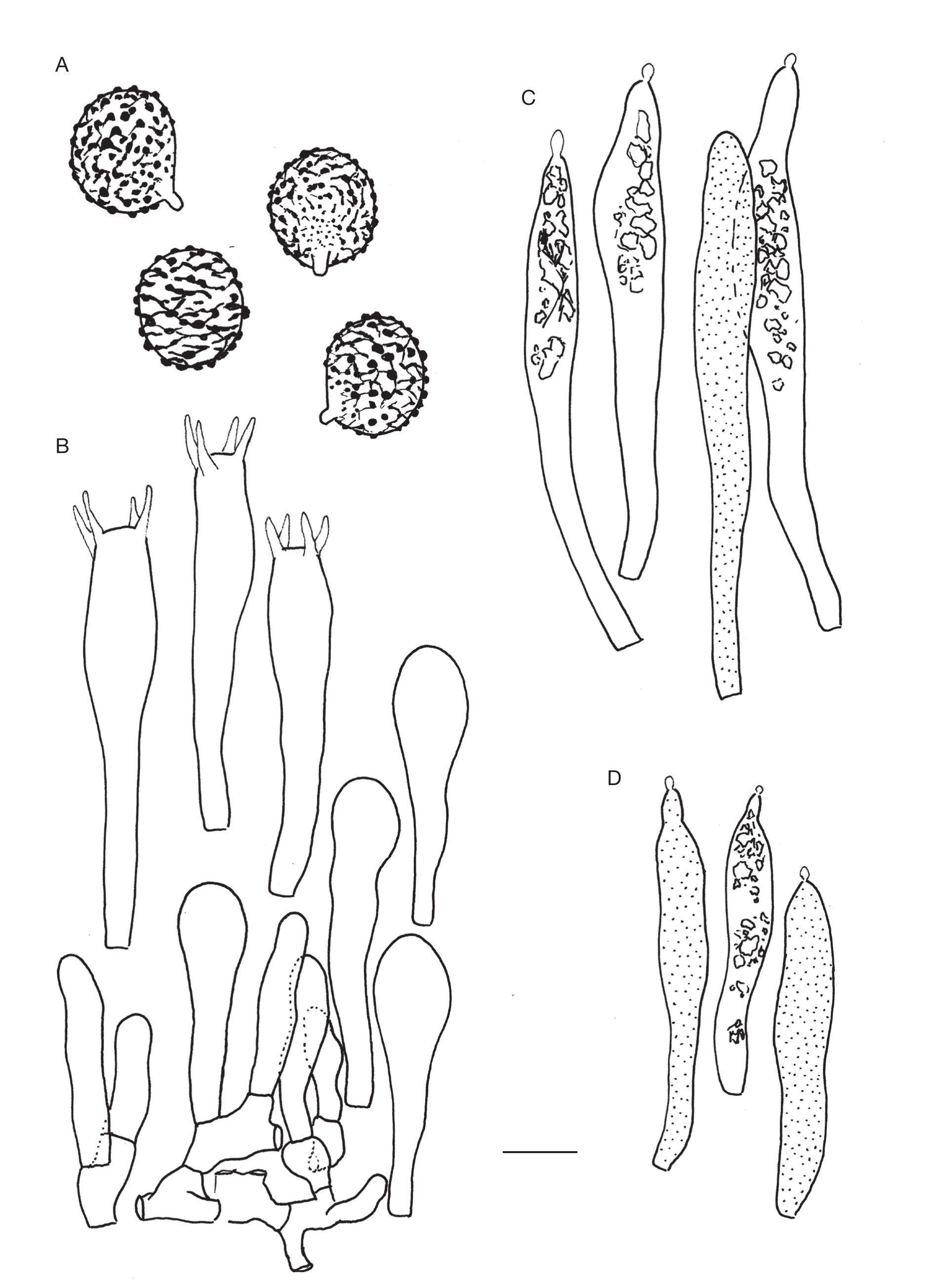 Fungal Biodiversity Profiles 91-100