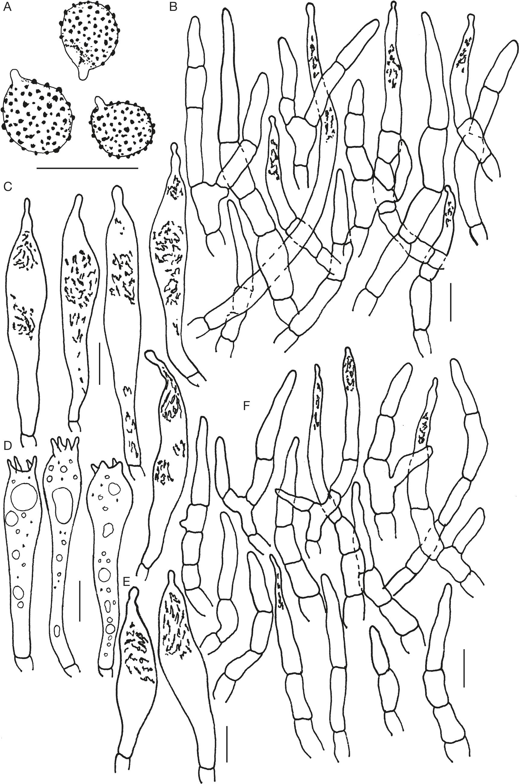 Three New Species of Genus Russula Pers. from Sal Dominated Forests of ...