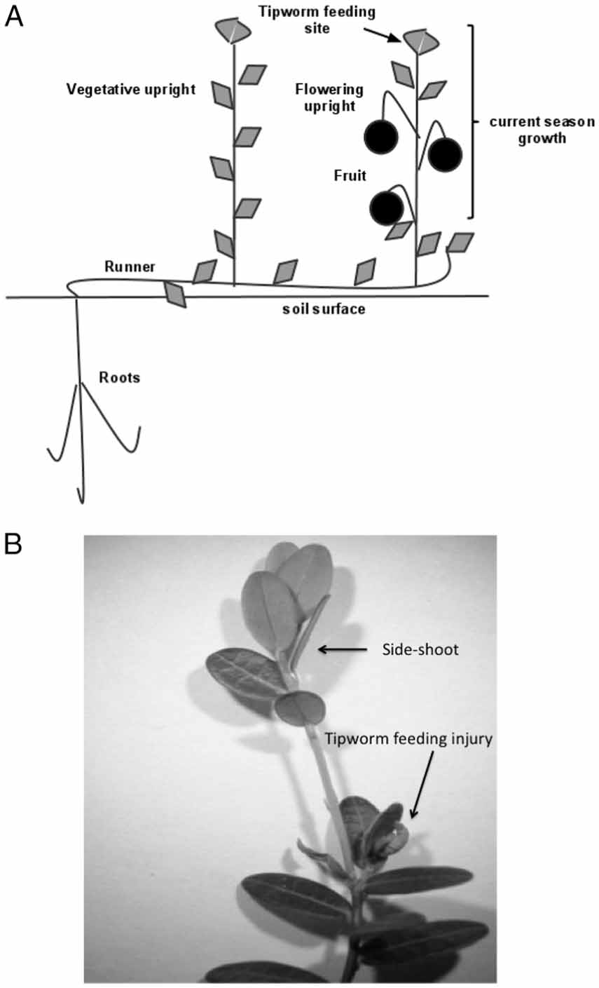 Impact of Early Season Apical Meristem Injury by Gall Inducing Tipworm ...