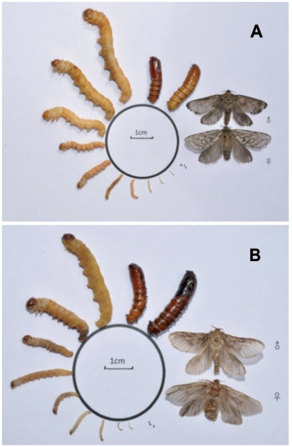 Laboratory Rearing of Thitarodes armoricanus and Thitarodes ...