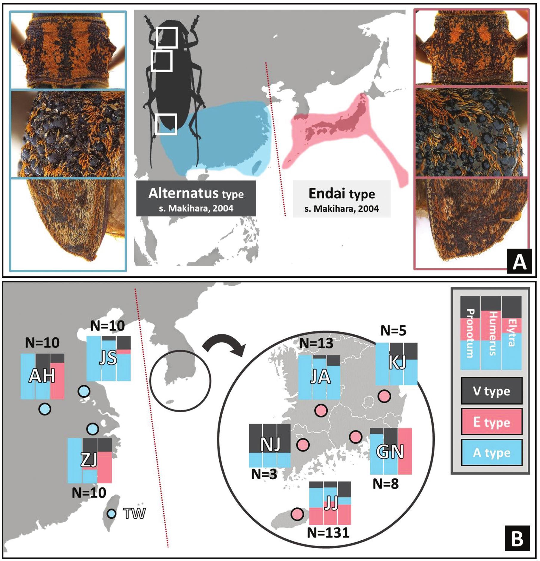 Subspecific Synonym of Monochamus alternatus (Coleoptera: Cerambycidae ...