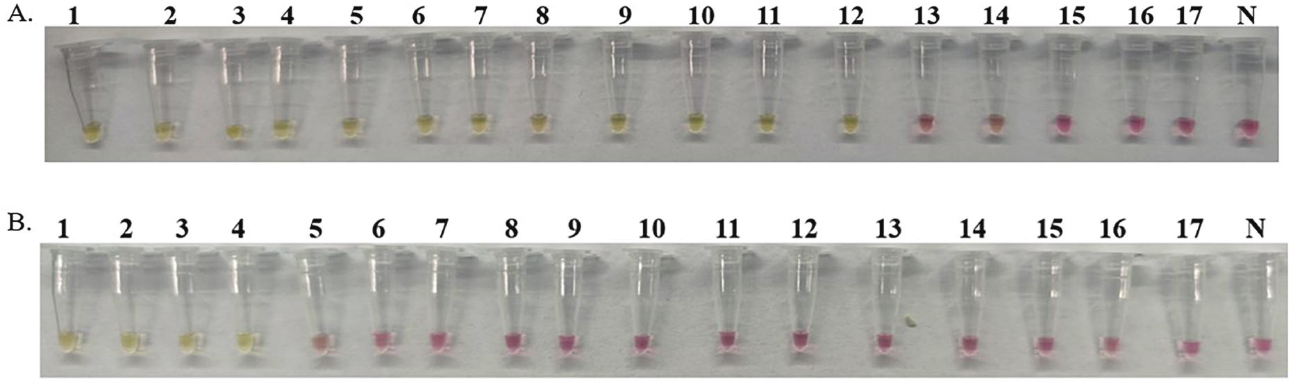 LAMP Assay as a Rapid Identification Technique of Chinese Citrus Fly ...