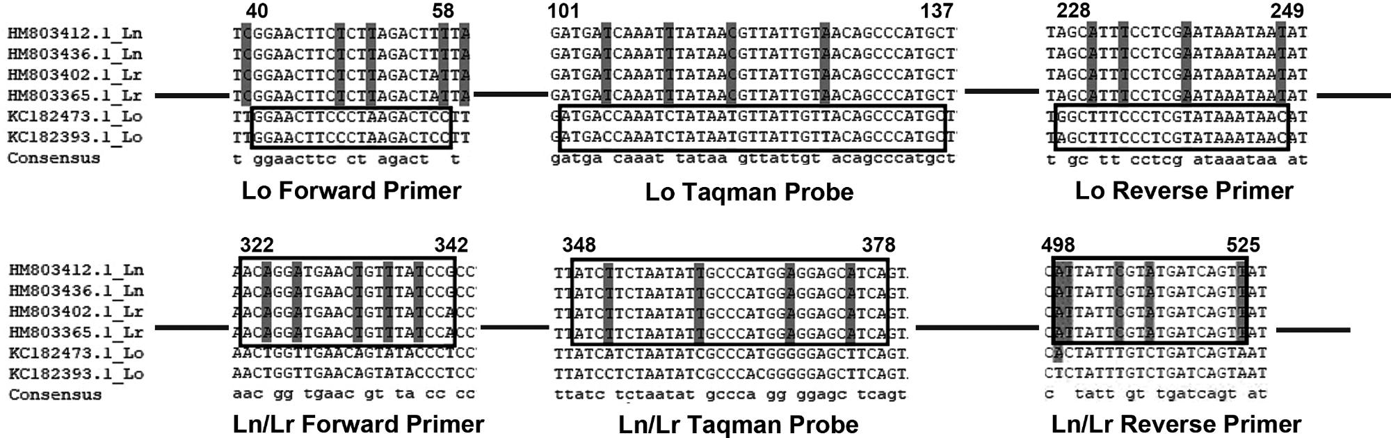 Environmental DNA assays for Laricobius beetles (Coleoptera ...