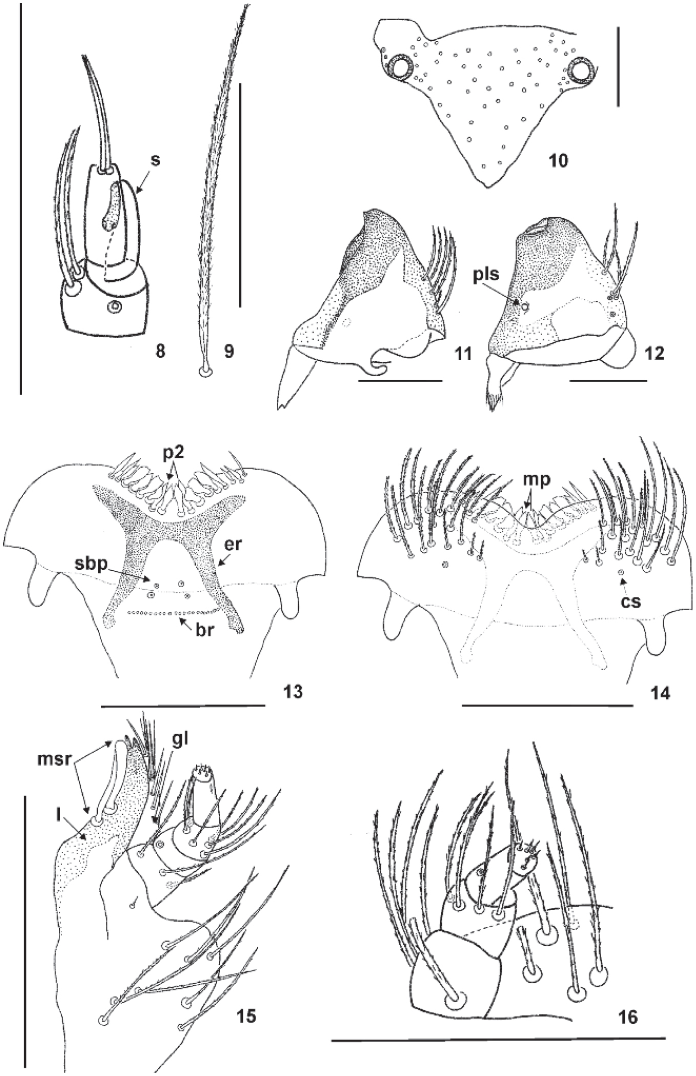 Detailed Description of Morphology of the Last Instar Larva and Pupa of ...