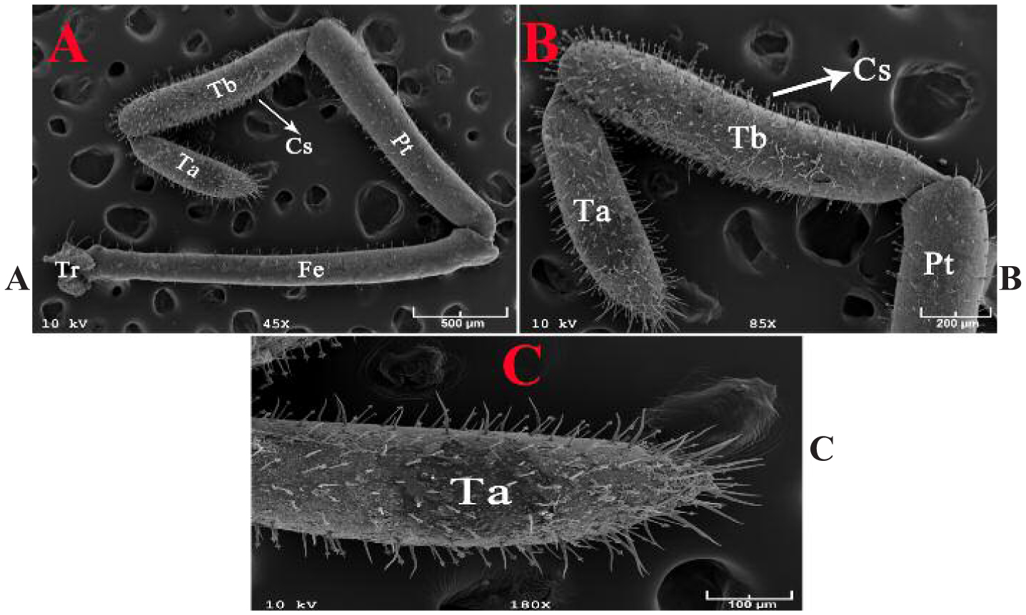 A New Record of the Genus Paranemastoma Redikorzev, 1936 (Opiliones ...