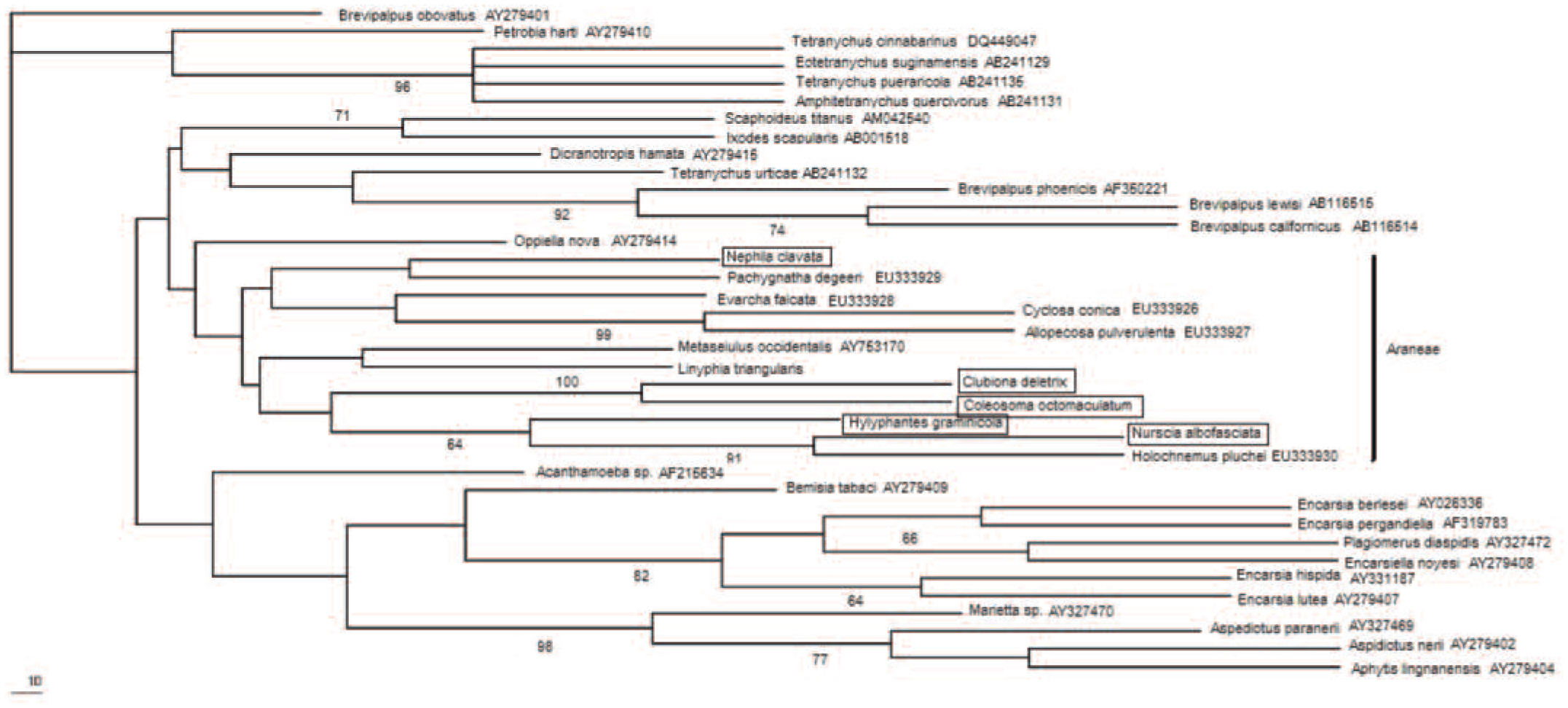 Molecular Detection and Phylogenetic Relationships of Three Symbiotic ...