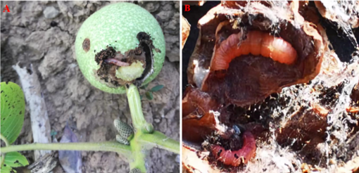 Primary Biological Characteristics of an Emerging Major Boring Pest ...
