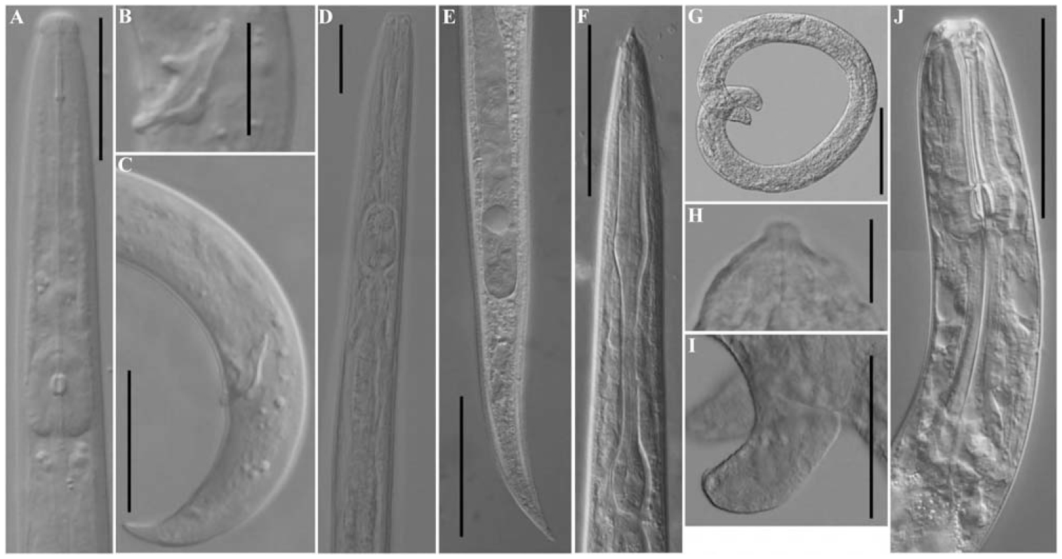 Nematodes Associated with Dryocoetes uniseriatus (Coleoptera: Scolytidae)