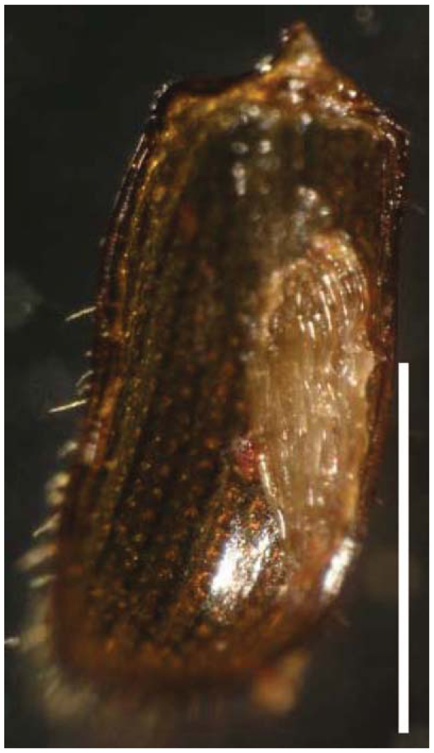 Nematodes Associated with Dryocoetes uniseriatus (Coleoptera: Scolytidae)