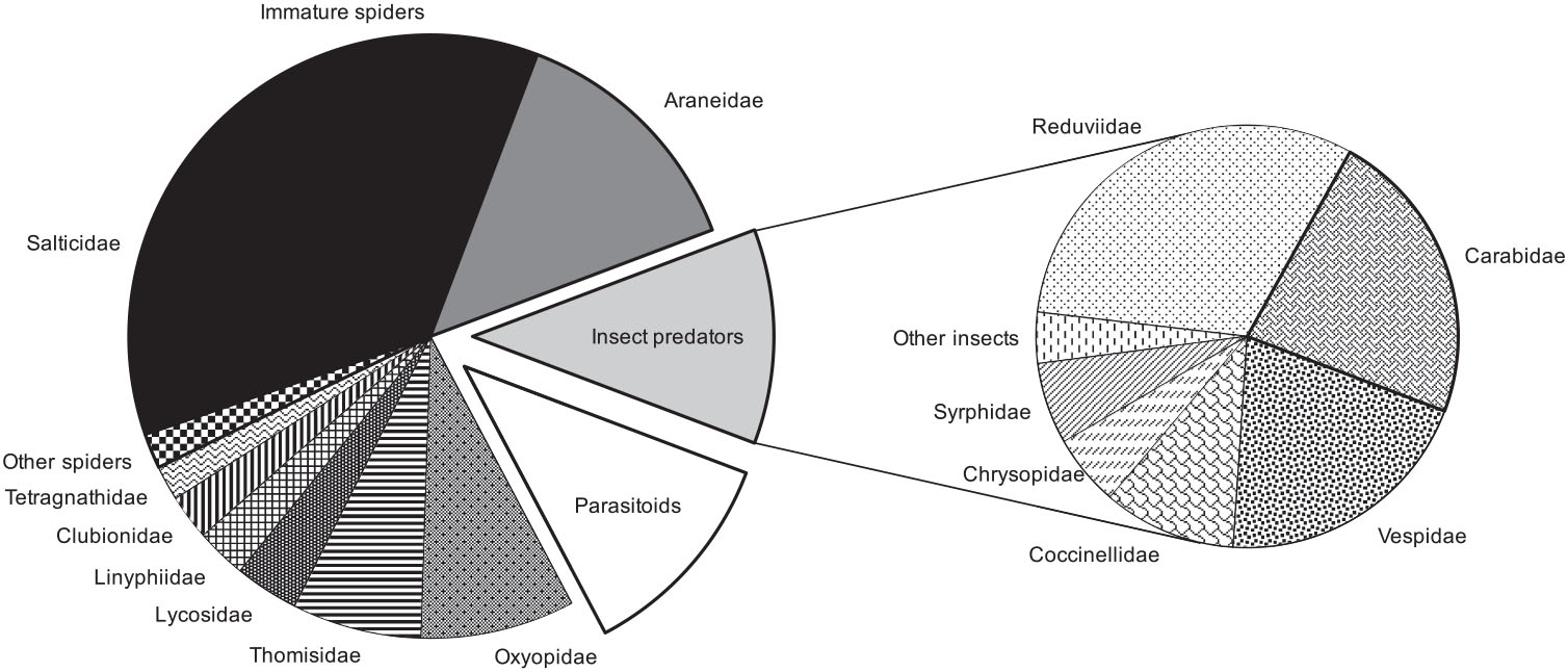 Natural Enemy Abundance in Southeastern Blueberry Agroecosystems ...