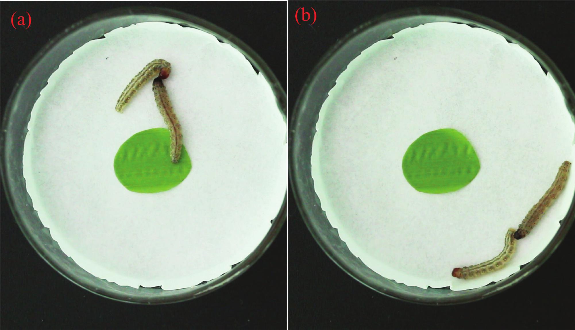 Larval competition analysis and its effect on growth of Ostrinia ...