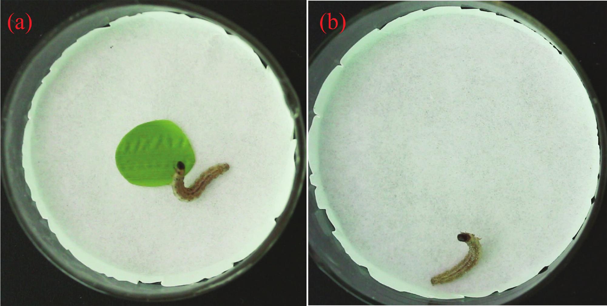 Larval competition analysis and its effect on growth of Ostrinia ...