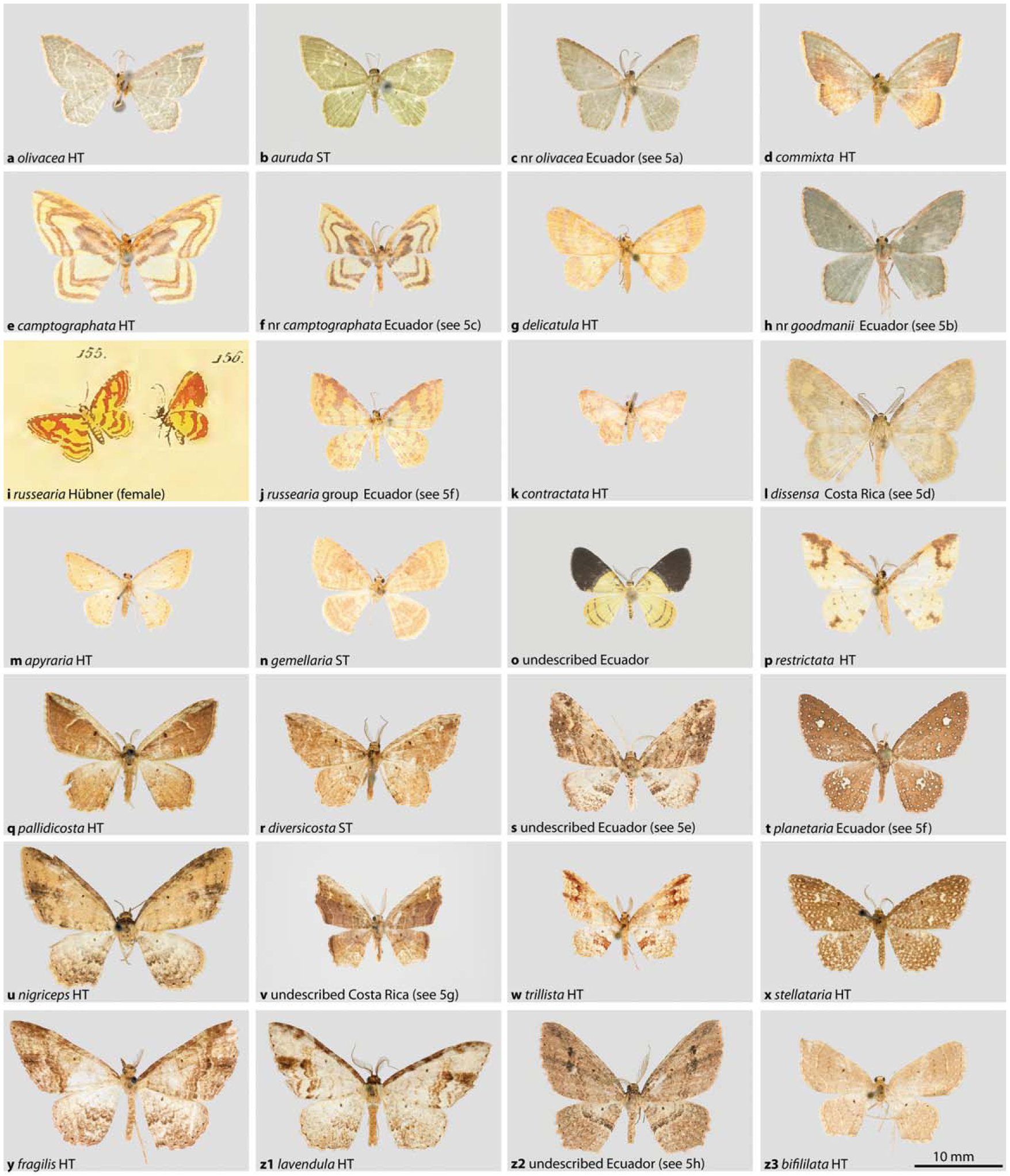 Neotropical Eois (Lepidoptera: Geometridae): Checklist, Biogeography ...