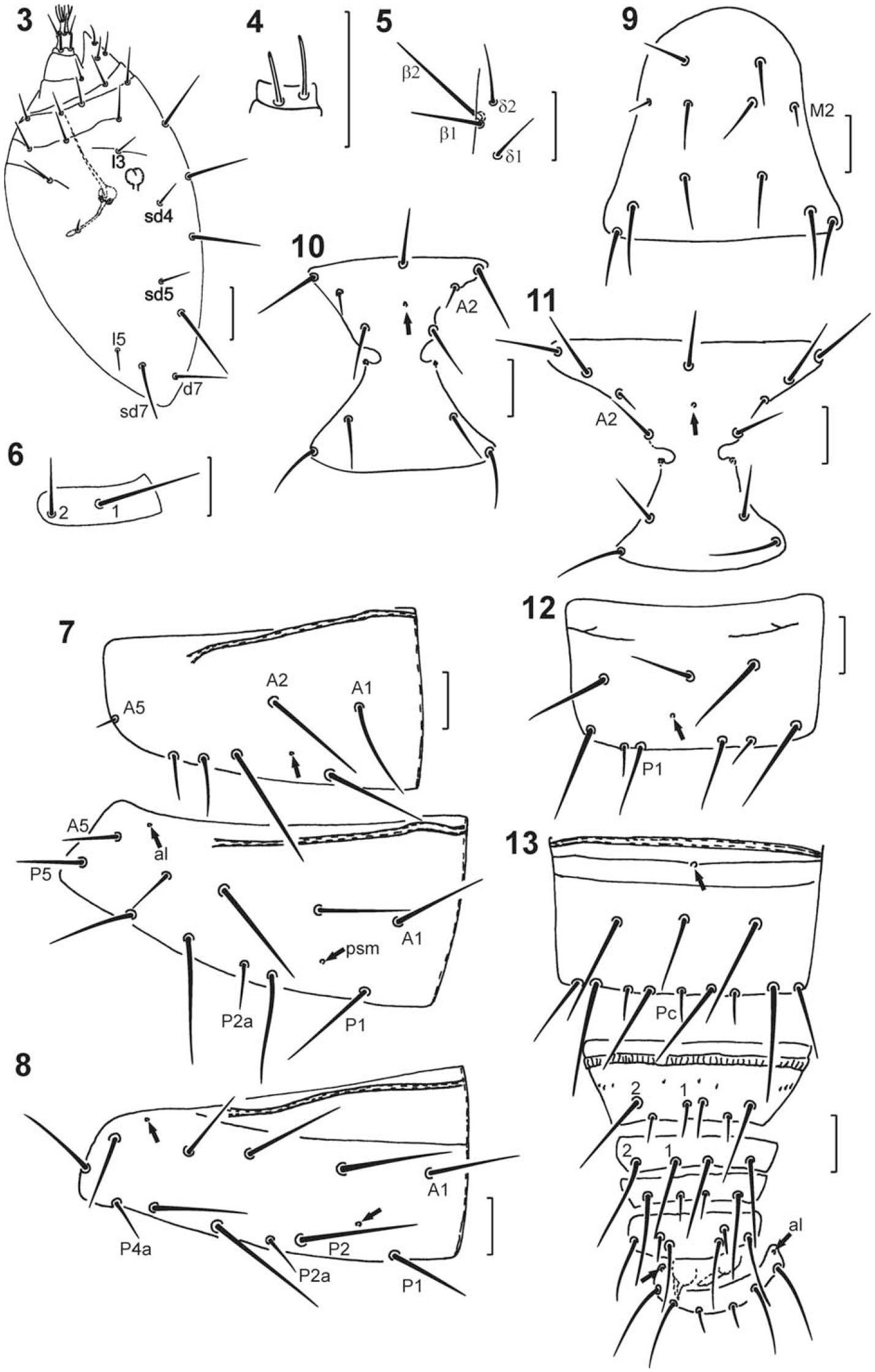 Revision of Vesiculentomon, Nosekientomon n. g. (Protura: Acerentomidae ...