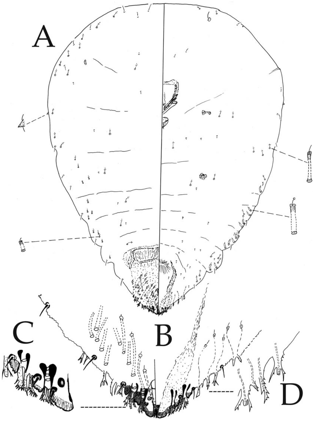 Armored Scale Insects (Hemiptera: Diaspididae) of San Lorenzo National ...