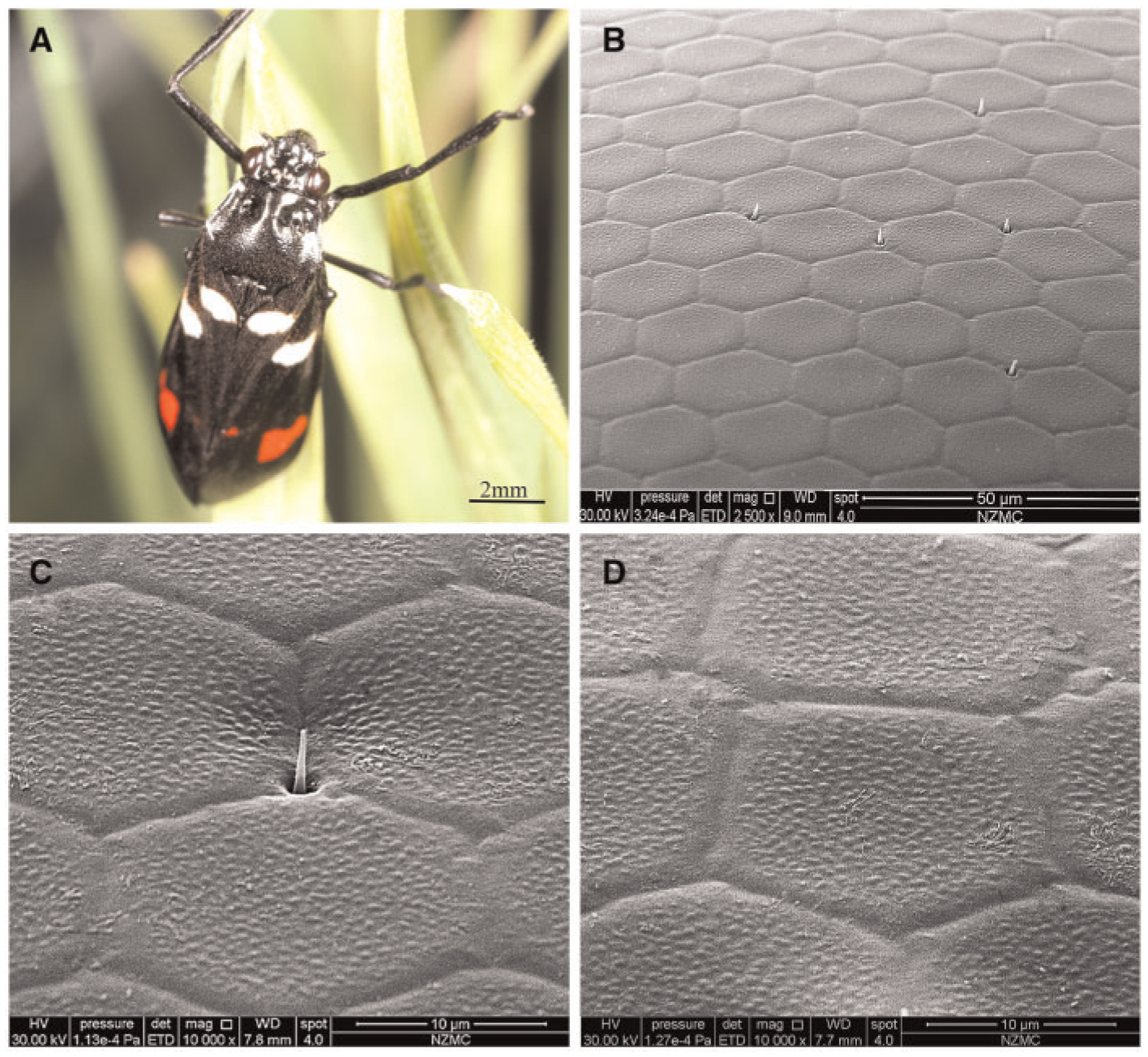 Fine Structure of the Compound Eyes of Callitettix versicolor (Insecta ...
