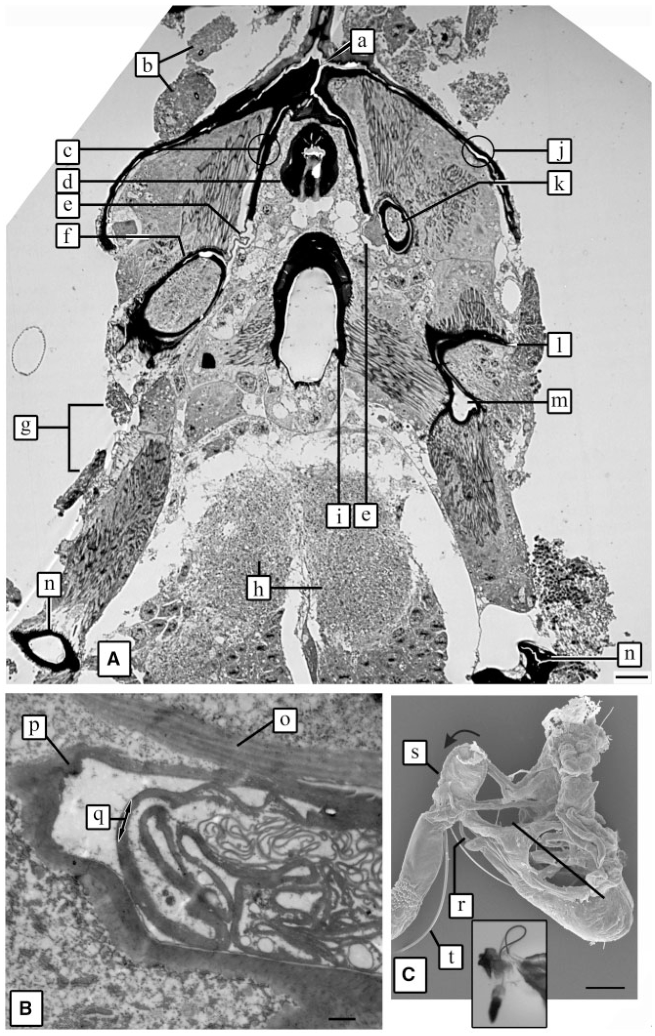 Functional Anatomy of the Oral Region of the Potato Psyllid (Hemiptera ...