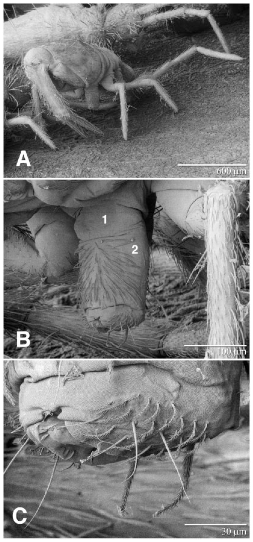 An Adhesive Collophore May Help Direct the Springtail Jump