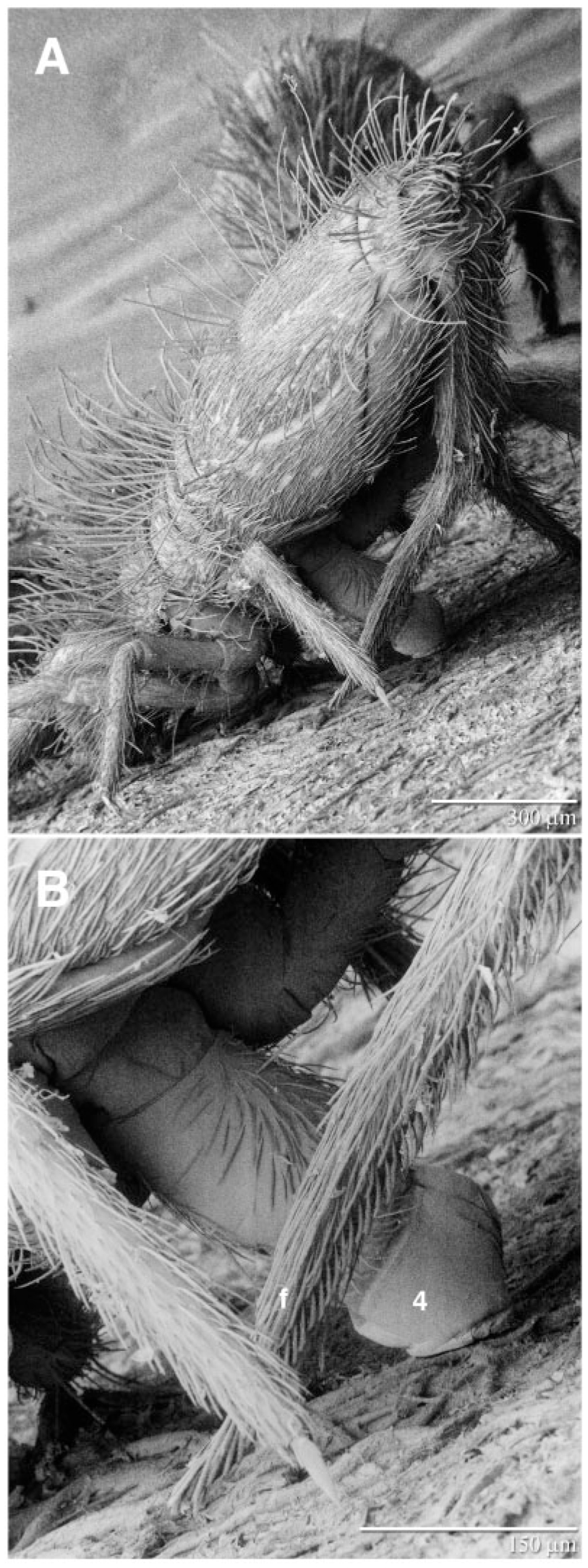 An Adhesive Collophore May Help Direct the Springtail Jump