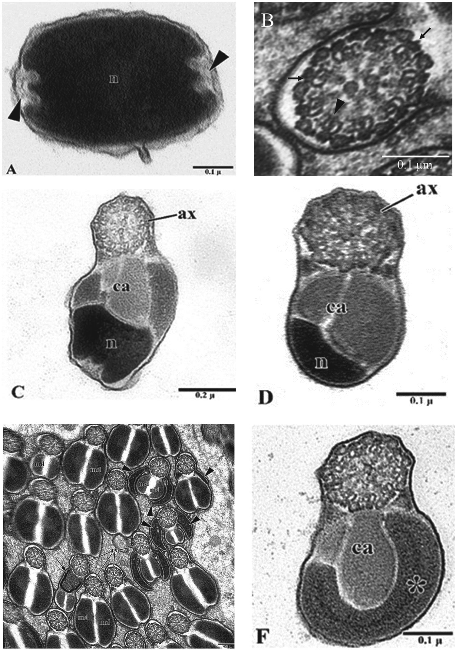 Adult Reproductive Tract Morphology and Spermatogenesis in the Black ...