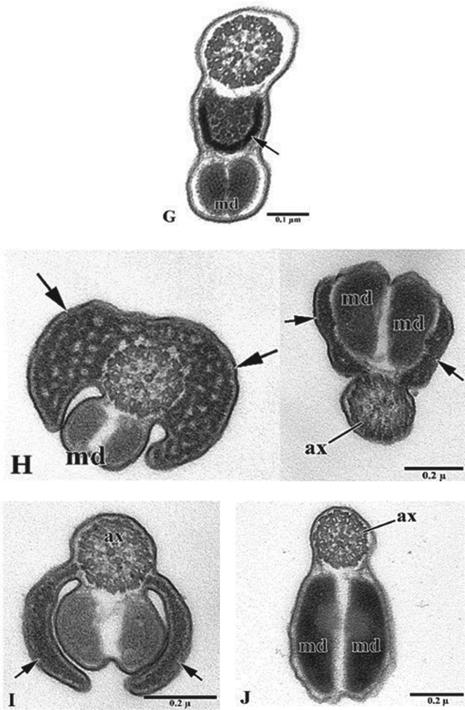 Adult Reproductive Tract Morphology and Spermatogenesis in the Black ...