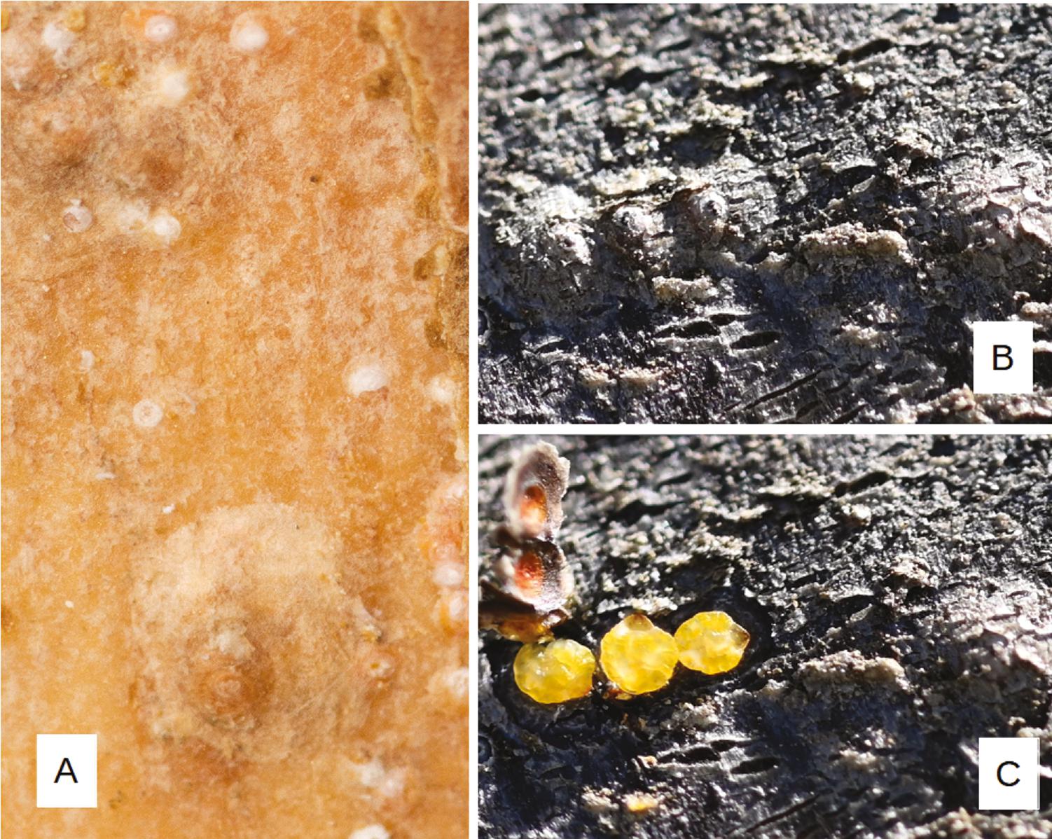 Identity of the native South American armored scale insect species ...