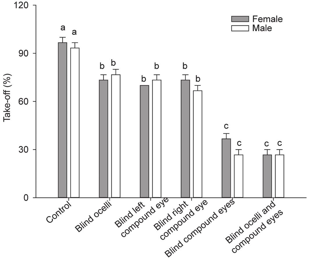 The Role of Visual Organs in the Locomotor Behavior of Bactrocera minax ...