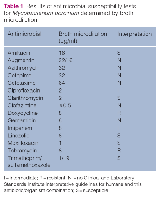 Mycobacterium porcinum panniculitis in a cat from northern California