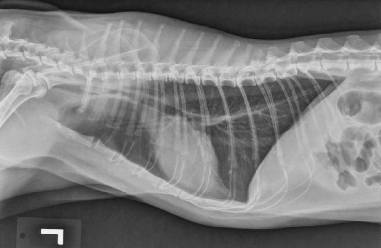 Multimodal non-surgical treatment of a feline tracheal adenocarcinoma