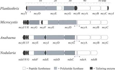 The Genetic Basis of Toxin Production in Cyanobacteria