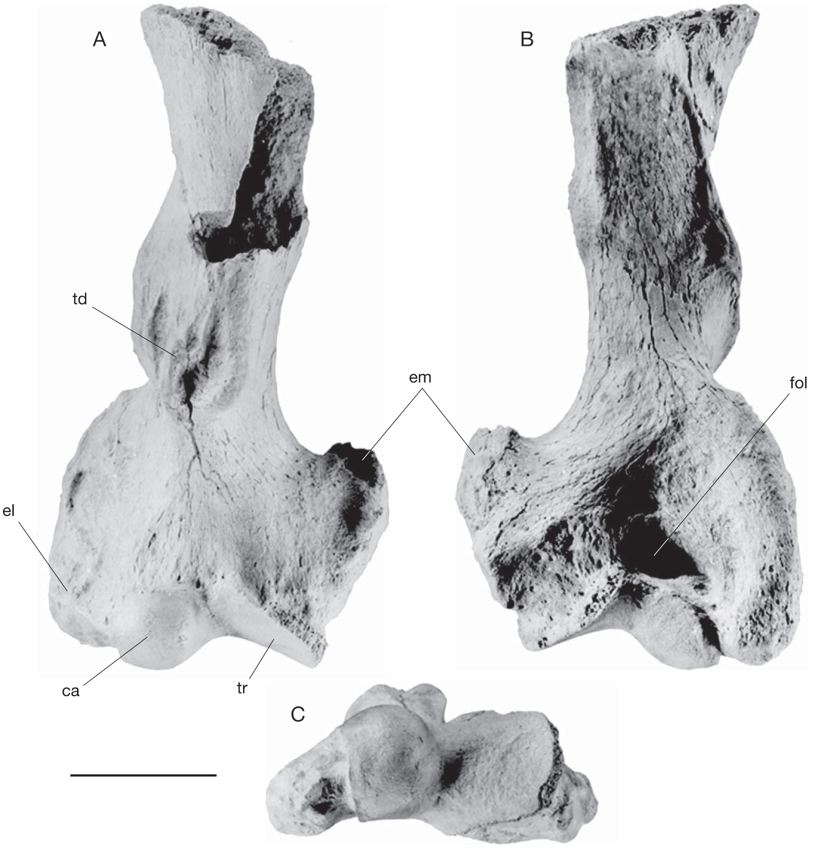 Nouveaux paresseux terrestres (Mammalia, Xenarthra, Mylodontidae) du ...
