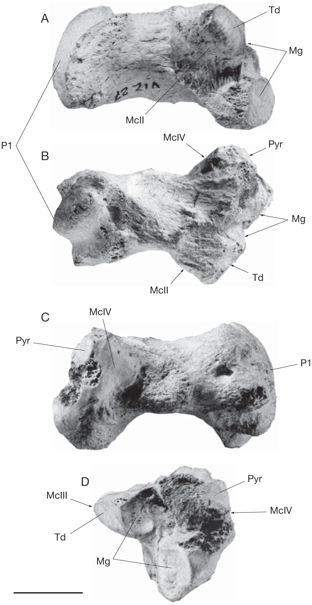 Nouveaux paresseux terrestres (Mammalia, Xenarthra, Mylodontidae) du ...