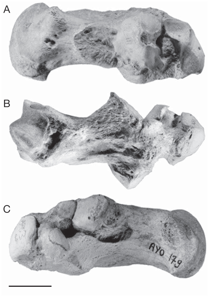 Nouveaux paresseux terrestres (Mammalia, Xenarthra, Mylodontidae) du ...