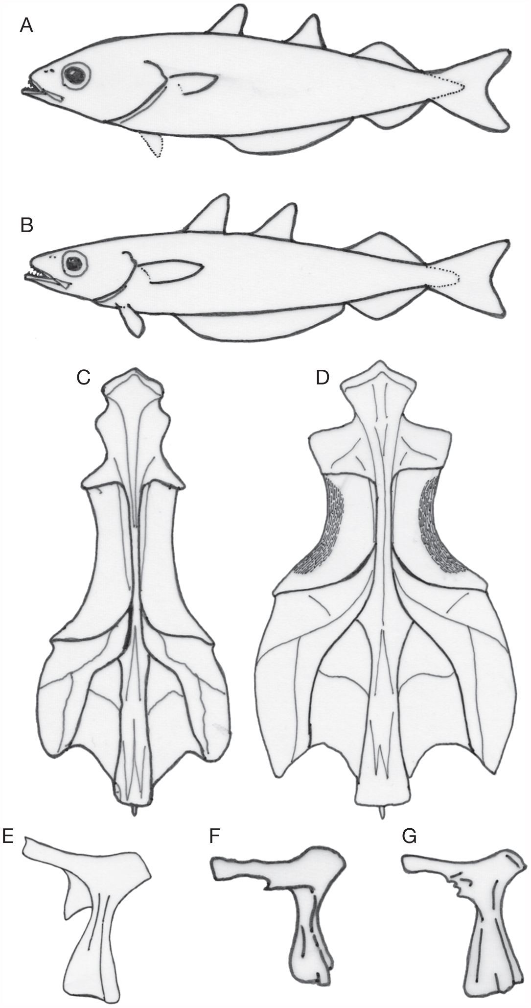 The Miocene gadid fish Palimphemus anceps Kner, 1862: a reappraisal