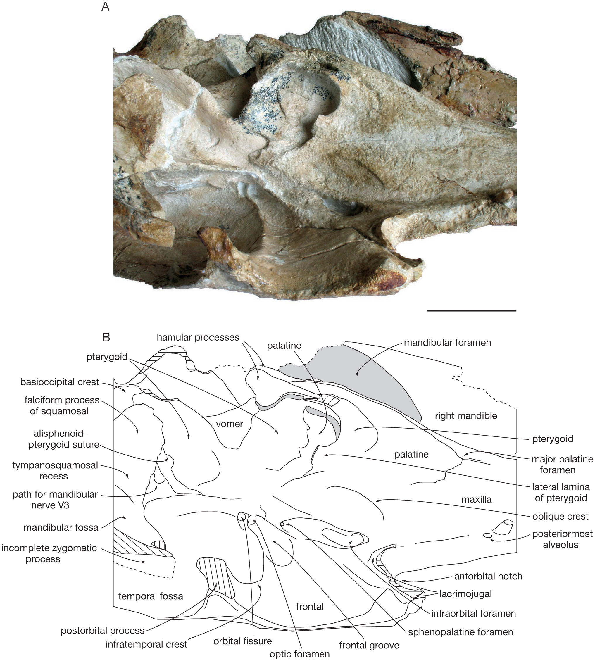 A new archaic homodont toothed cetacean (Mammalia, Cetacea, Odontoceti ...