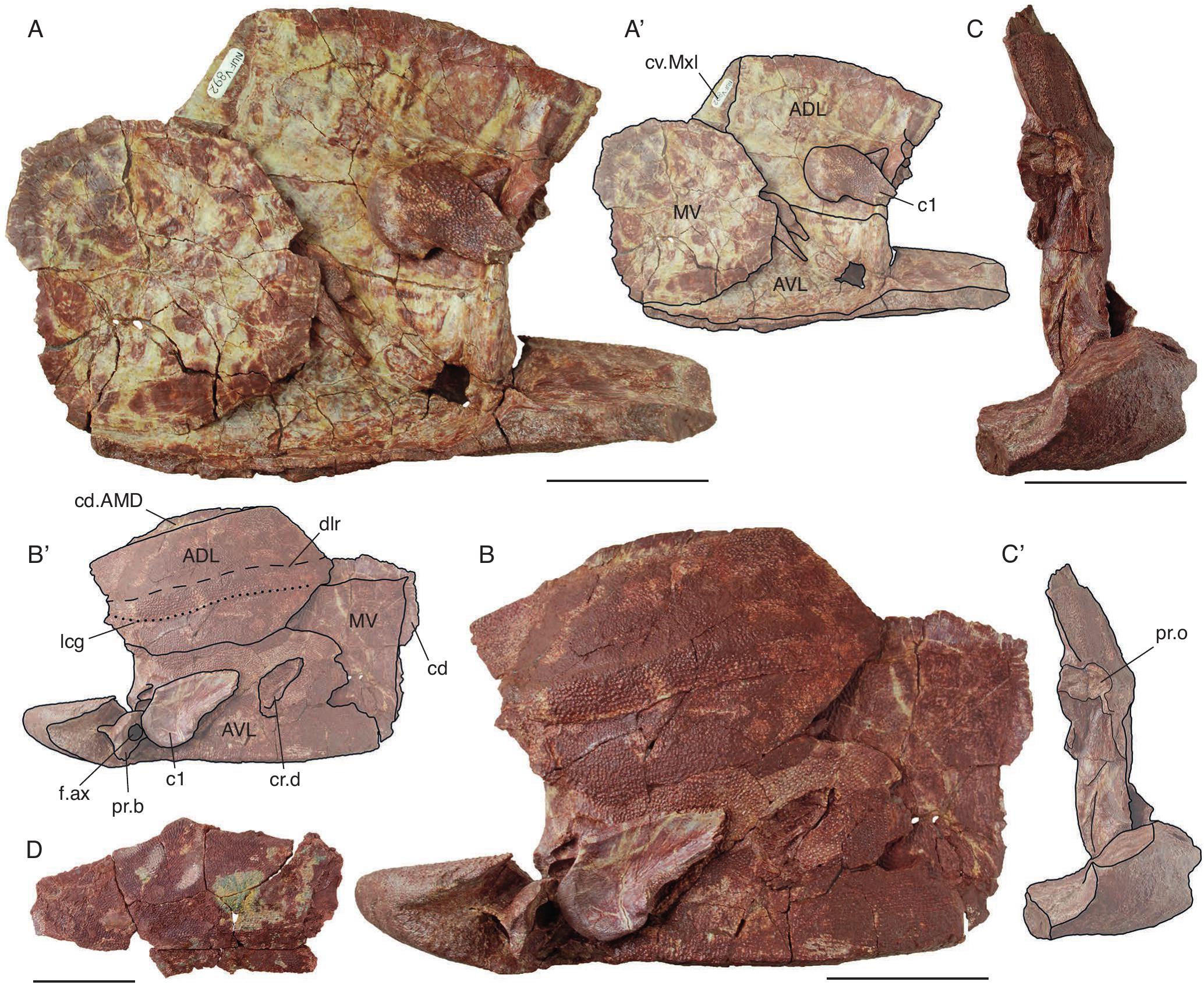 Asterolepis alticristata n. sp. (Antiarchi) from the Upper Devonian ...