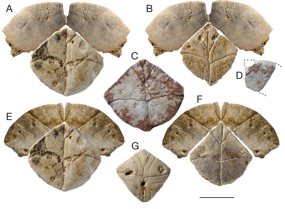 The oldest erymnochelyine turtle skull, Ragechelus sahelica n. gen., n ...