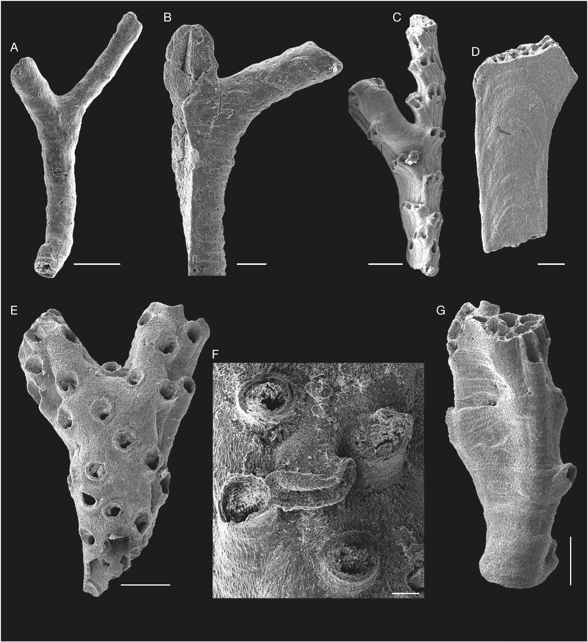 Bryozoan faunas at the Tortonian-Messinian transition. A ...