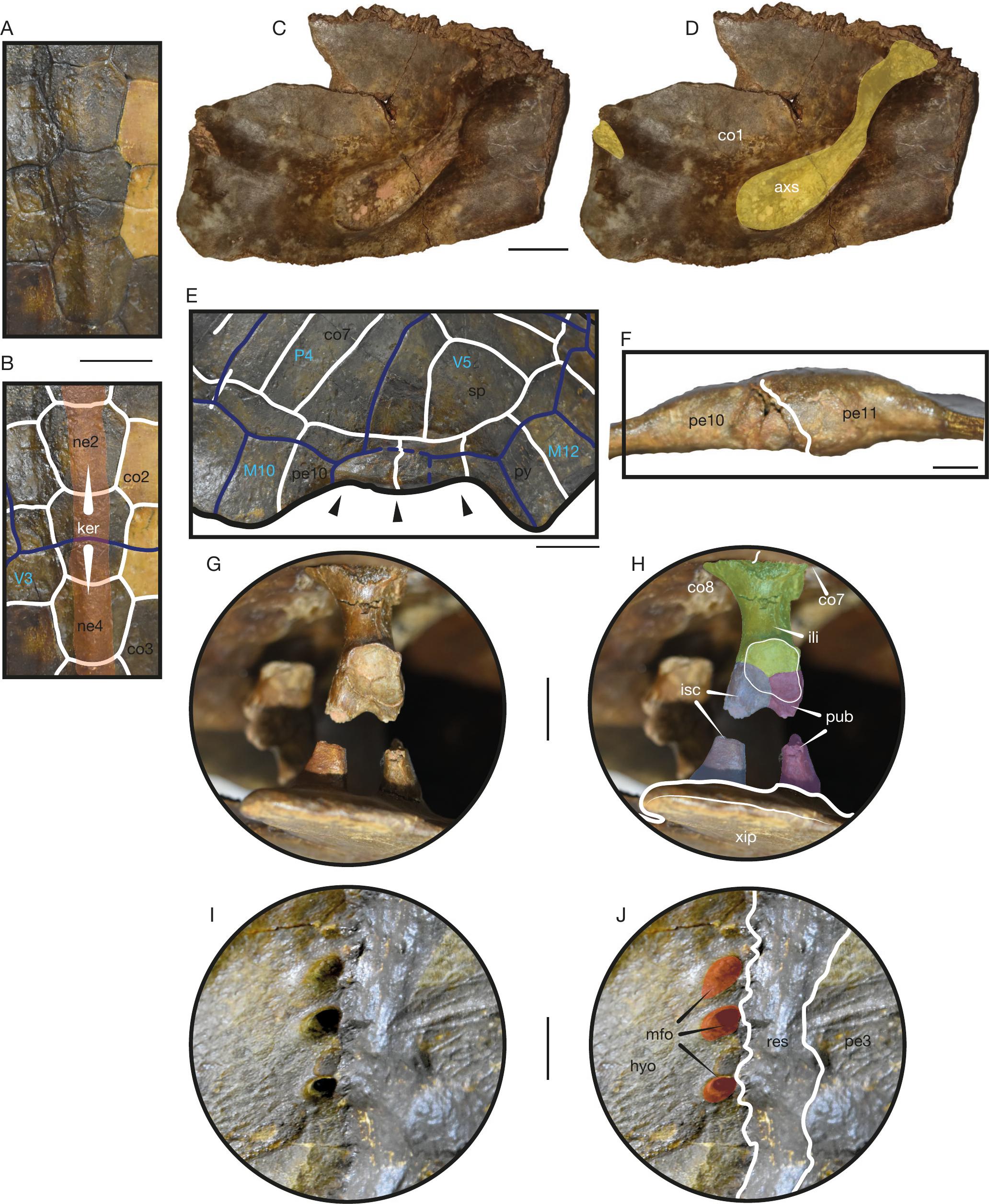 A new fossil turtle ends the controversy on the occurrence of the ...