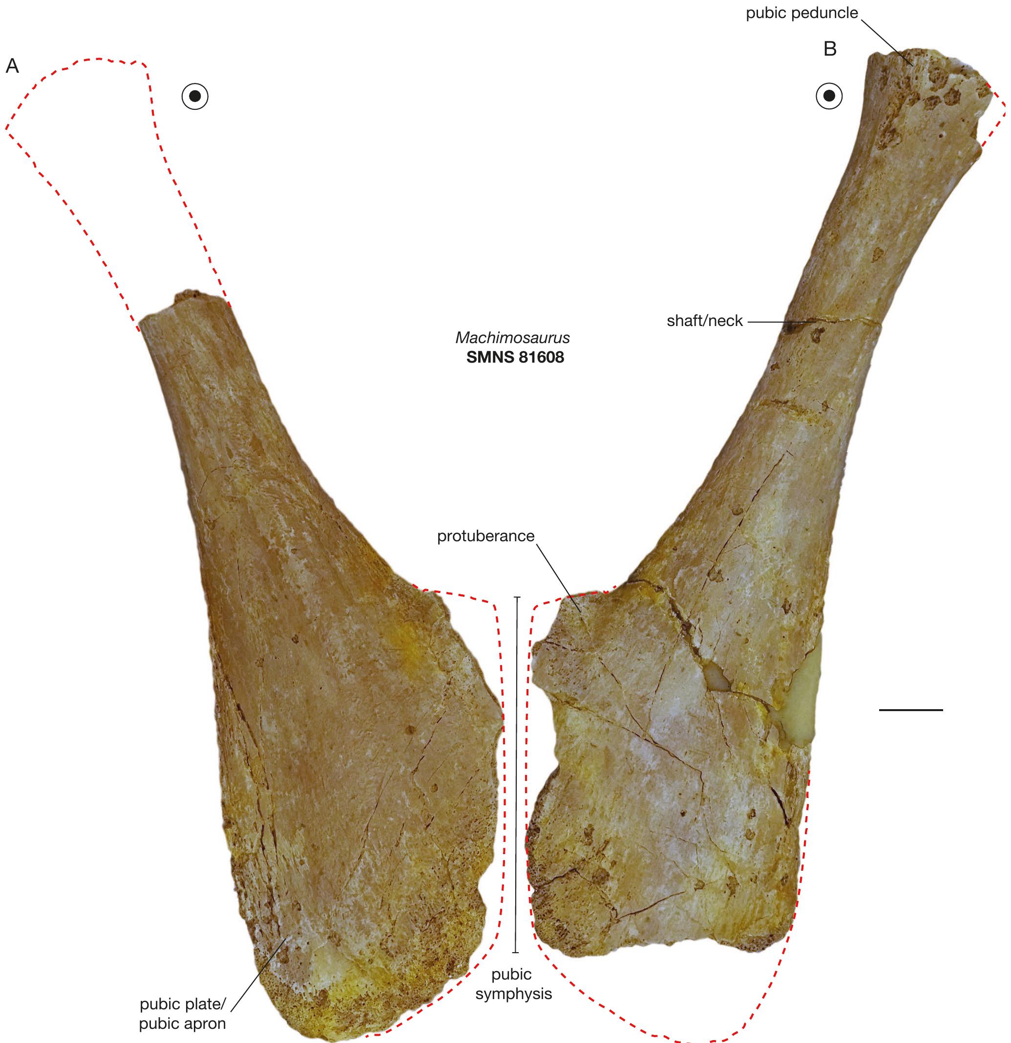 Form and function of the pelvic girdle of Thalattosuchia and ...