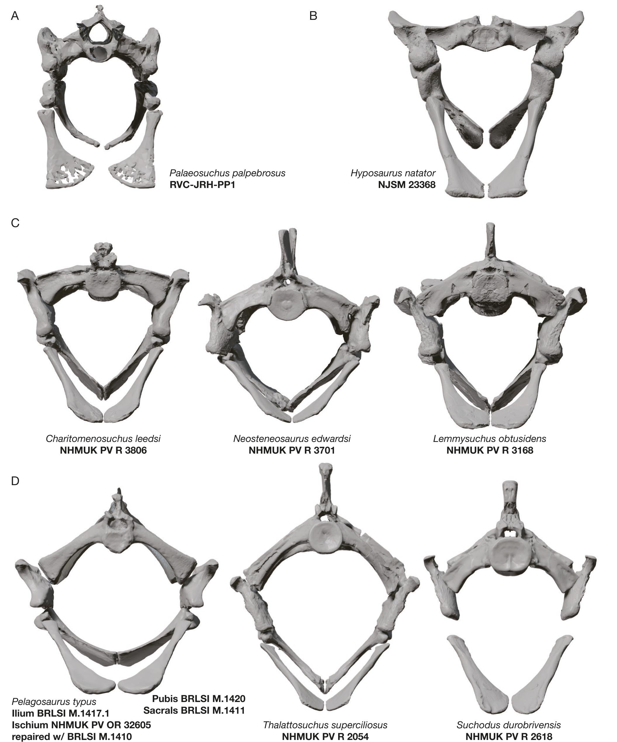 Form and function of the pelvic girdle of Thalattosuchia and ...