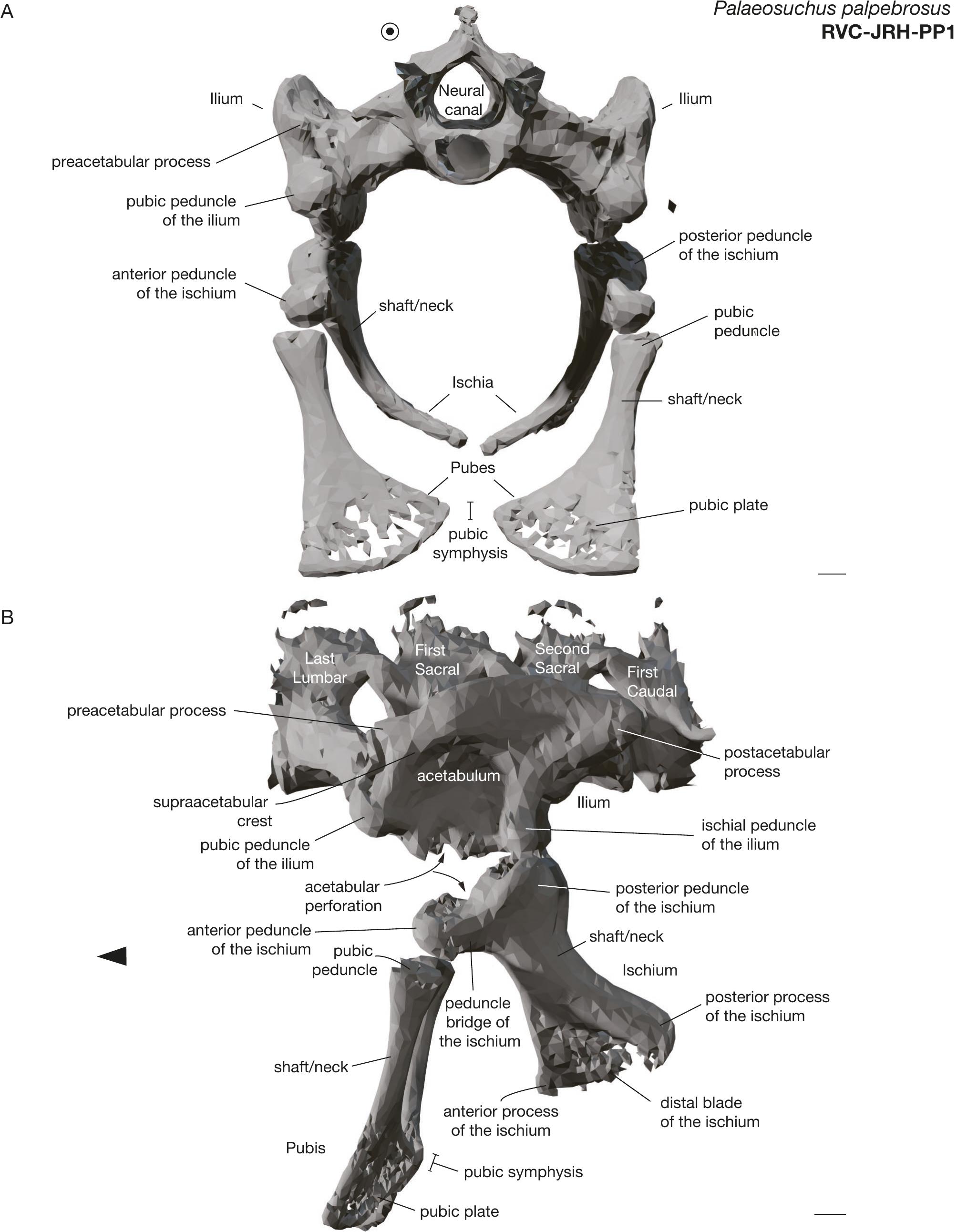 Form and function of the pelvic girdle of Thalattosuchia and ...
