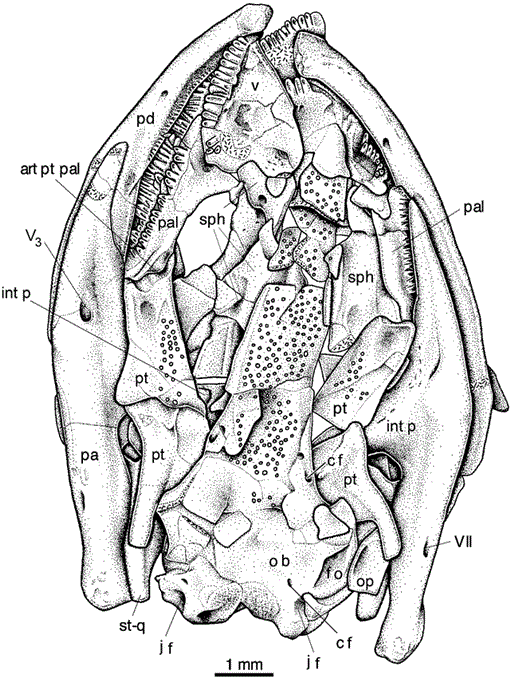 Anatomy of Eocaecilia Micropodia, A Limbed Caecilian of the Early Jurassic