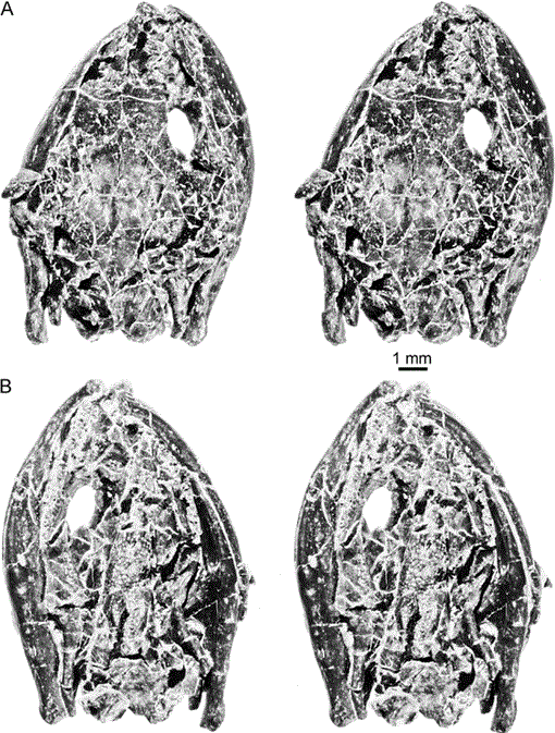 Anatomy of Eocaecilia Micropodia, A Limbed Caecilian of the Early Jurassic